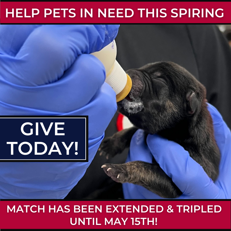 IVHS & SPCA - A home away from home