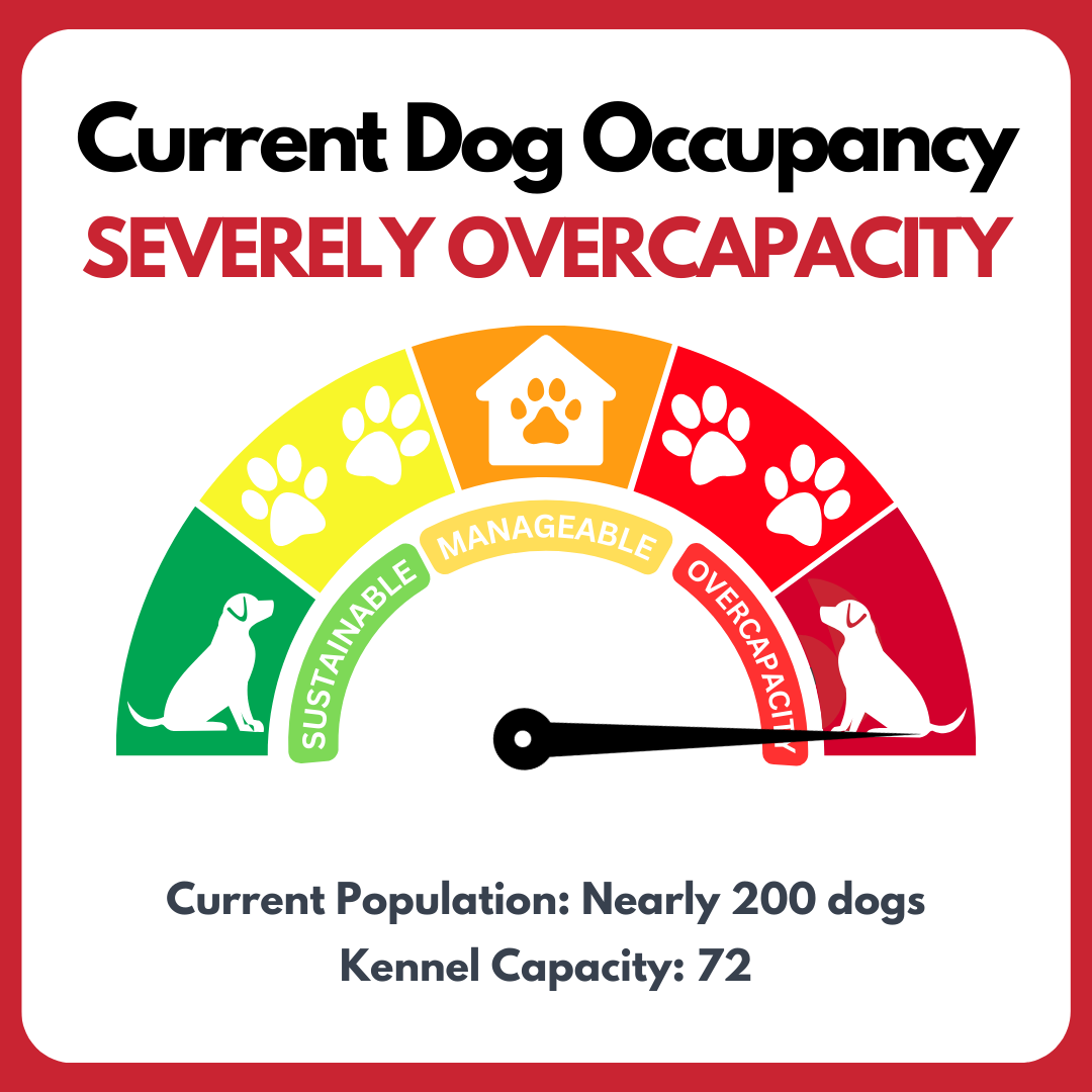 IVHS & SPCA - A home away from home